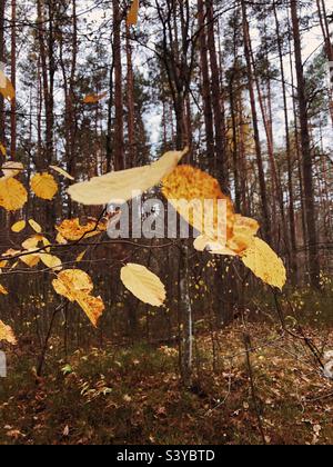 closeup of a filbert tree in an autumn forest Stock Photo - Alamy