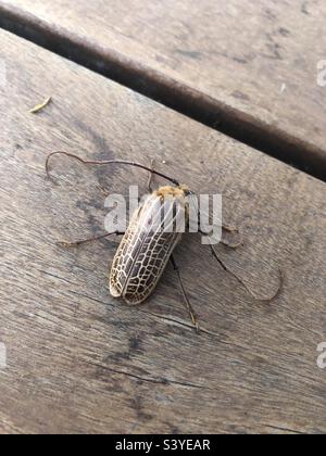 New Zealand huhu beetle (Prionoplus reticularis Stock Photo - Alamy
