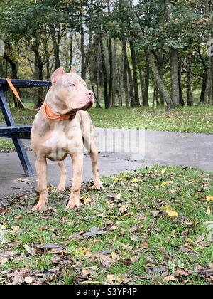 American, XL bully Stock Photo - Alamy
