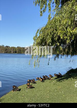 Lake monger view, Perth Australia Stock Photo - Alamy