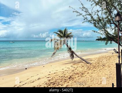 Leaning palm tree on beach at golden sunrise in Punta Cana resort Stock ...