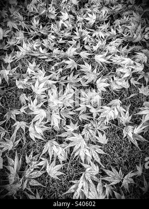 Frost on fallen Japanese Maple leaf Stock Photo - Alamy