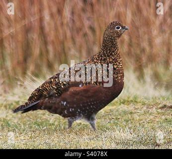 Red grouse hen Stock Photo - Alamy
