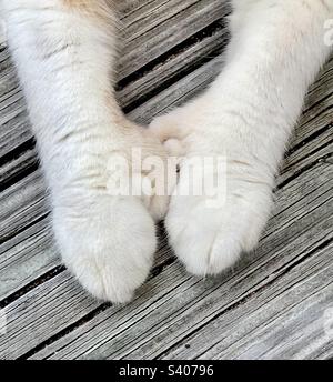 Hemingway polydactyl cat with extra toes lounges in Key West, Florida ...