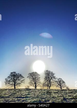 Trees on The Chevin Otley West Yorkshire Stock Photo - Alamy