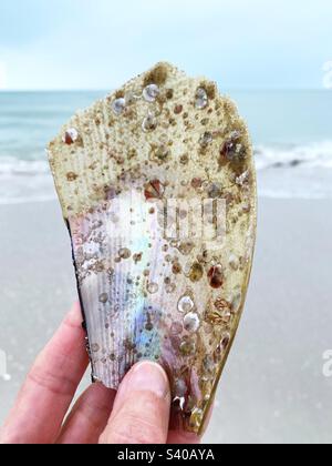 A Stiff Pen sea shell, Atrina rigida, held in a hand at Sanibel Island ...