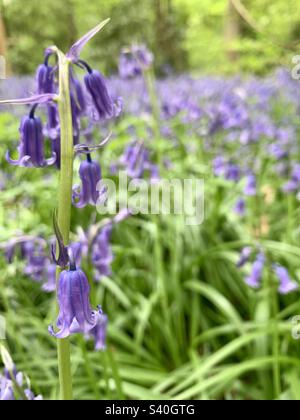 Purple bluebell flowers in a magical, ethereal woodland setting using a ...