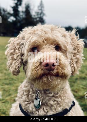 Beige Labradoodle dog Stock Photo - Alamy