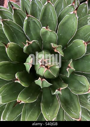 Agave rosette. Macro photo of green succulent plant, native to the ...