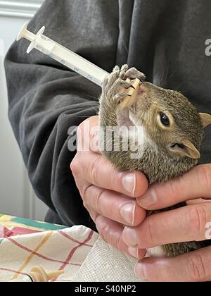 Man feeding a cute baby squirrel milk from a syringe while it stands on ...