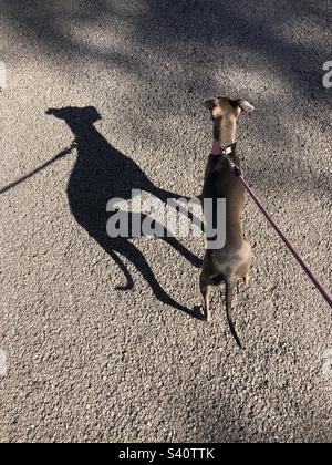 Italian greyhound and it’s shadow Stock Photo - Alamy