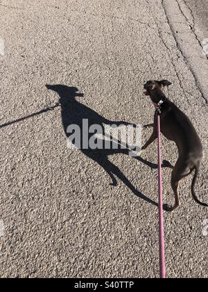 Italian greyhound and it’s shadow Stock Photo - Alamy