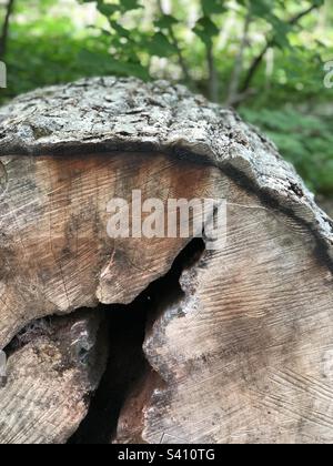 fallen tree rings Stock Photo - Alamy