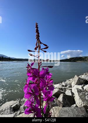 Fireweed with brilliant blue skies and sun along river, with trees and ...