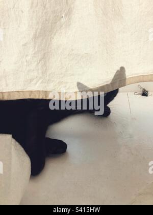 Black cat hiding behind a curtain Stock Photo - Alamy