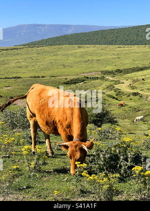 Livestock farming with cattle, Puerto de Sancho Leza, Sierra Cebollera ...