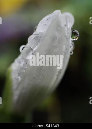 Snowdrop with raindrops Stock Photo - Alamy