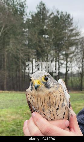 kestrel falcon ready to be released into the wild Stock Photo - Alamy