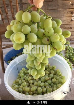 Moscatel grapes at harvest, Catalonia, Spain Stock Photo - Alamy