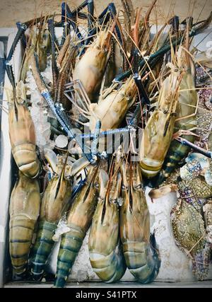 crayfish, fresh ready for cooking Stock Photo - Alamy