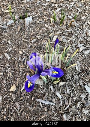 Small, violet iris, blooming amidst the mulch in a small, New England ...