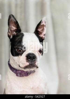 Boston Terrier Portrait Stock Photo - Alamy