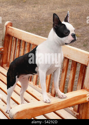 Boston Terrier dog standing on the back seat of a car. Her tongue is ...