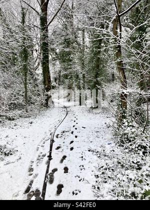 A walk through the winter forest. Snow trees and a cross-country ski ...