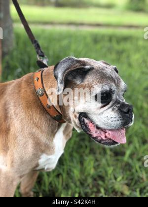 Senior female boxer dog - she is 13 years and 8 months old Stock Photo ...