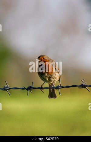 Robin redbreast sat on fence post with dead bracken creating a soft ...