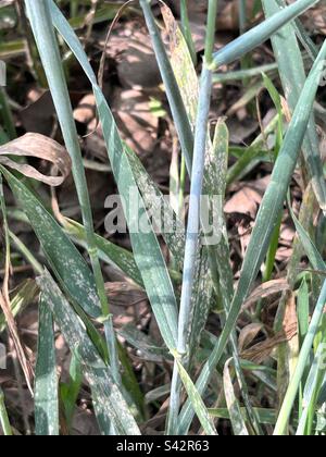Powdery mildew (Erysiphe graminis f.sp. tritici) pustule and hyphae on ...
