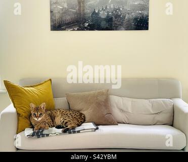 Chip cat is chilling on a sofa Stock Photo - Alamy