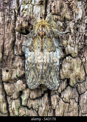 Great Prominent moth - female (Peridea anceps)british insects Stock ...