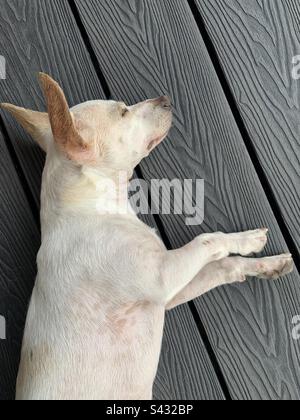 Afternoon Nap with the Dog Stock Photo - Alamy
