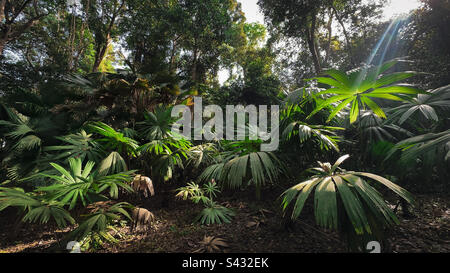 Huge leaves of toquilla palm under rays of the sun in rainforest Stock ...