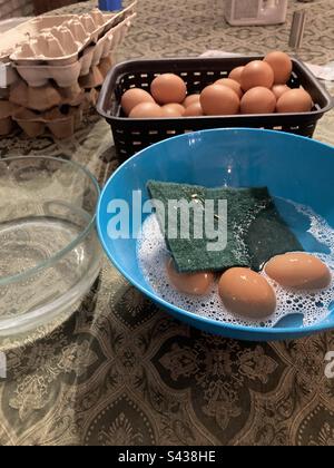 Farm fresh chicken eggs, washing eggs. The shell and shape of the egg ...
