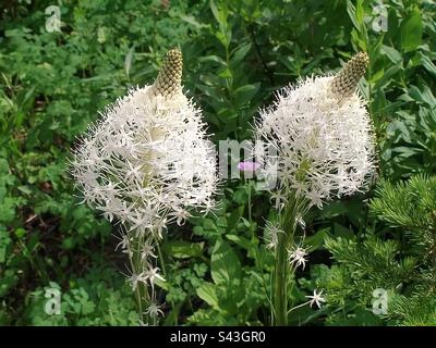 Summer flowers in the Lethbridge coulees with the high level bridge in ...