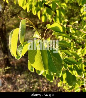 WILD PEAR Pyrus cordata Stock Photo - Alamy