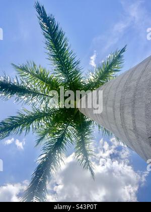 Underneath a palm tree Stock Photo - Alamy