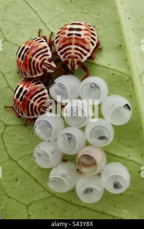Cute baby beetles on a leaf of a lemon tree Stock Photo - Alamy