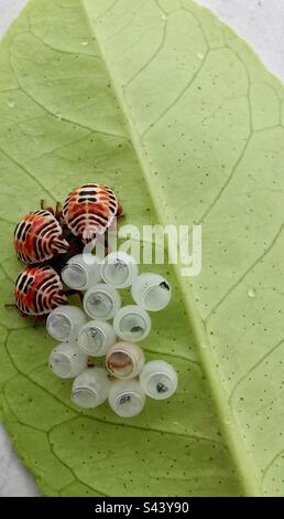 Cute baby beetles on a leaf of a lemon tree Stock Photo - Alamy