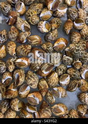Fresh escargot snails for sale at the local fresh fish market Stock ...