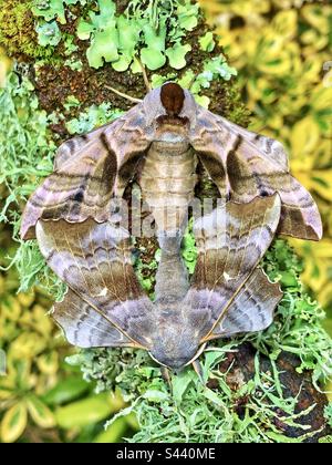 Lathoe hybrid Rothschildii hawk moth caterpillar from parents moths ...