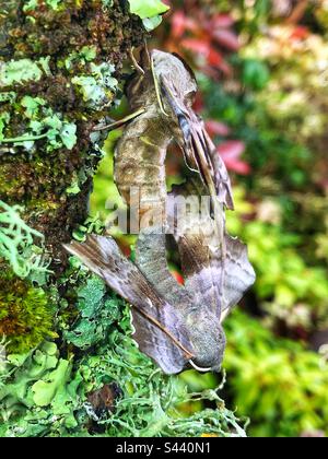 Lathoe hybrid Rothschildii hawk moth caterpillar from parents moths ...