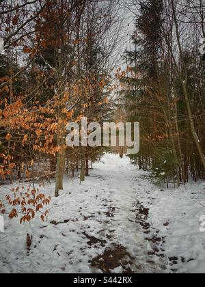 Path through dry deciduous forest in Malawi Stock Photo - Alamy