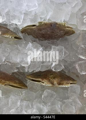Fresh live scallops with the shell laying in a bed of ice and for sale ...