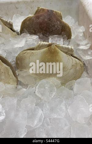 Fresh live scallops with the shell laying in a bed of ice and for sale ...
