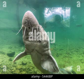 70 year old Sturgeon Stock Photo - Alamy