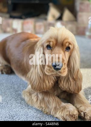 English Show Cocker Spaniel Puppy Stock Photo - Alamy