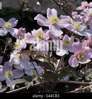 Pink Clematis in flower in May Stock Photo - Alamy